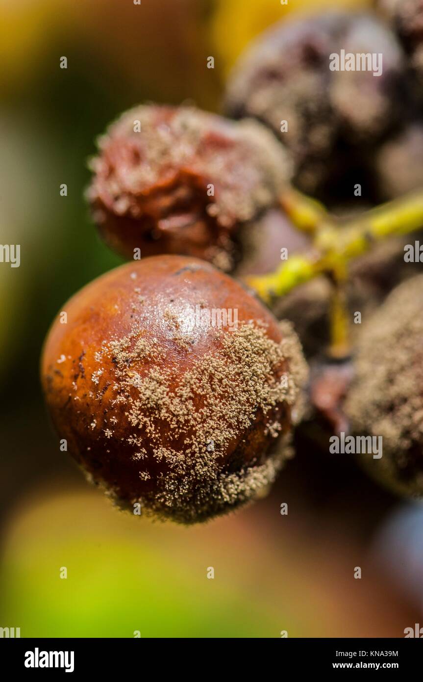 Noble rot botrytis hi-res stock photography and images - Alamy