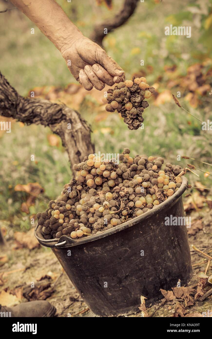 Noble rot botrytis hi-res stock photography and images - Alamy