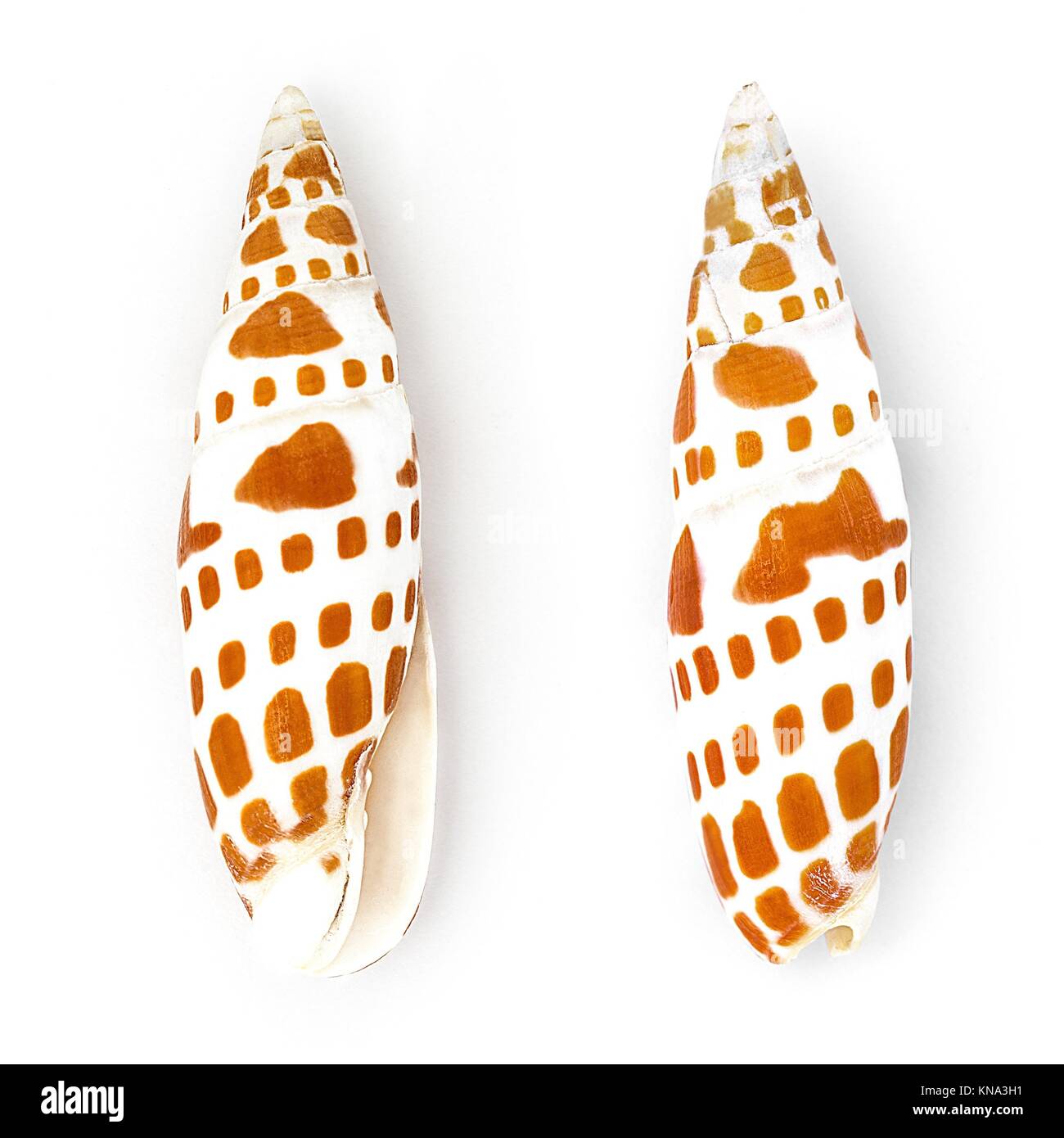 Episcopal mitre Cut Out Stock Images & Pictures - Alamy