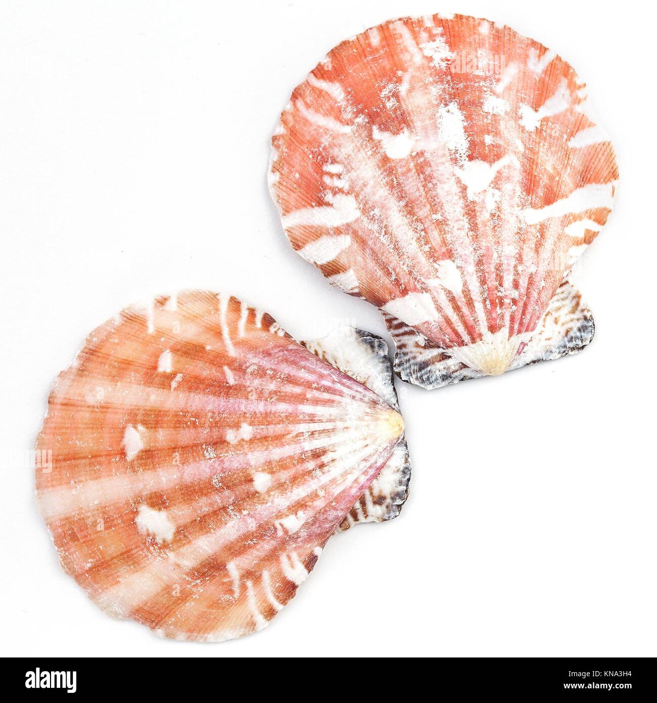 Atlantic calico scallop shell (Argopecten gibbus) isolated on white ...