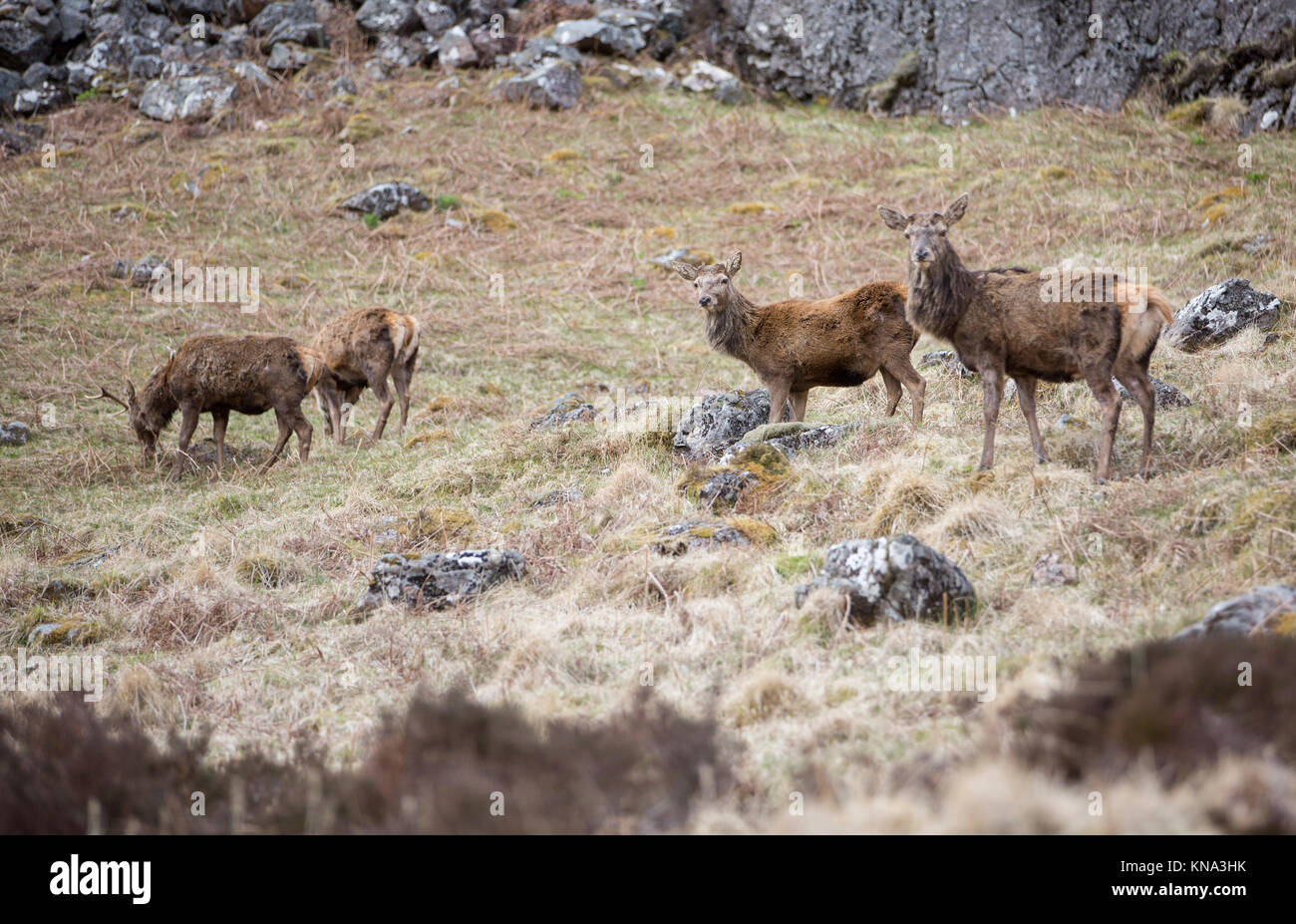 Aonach Eagach Ridge. Glencoe. Scotland Stock Photo - Alamy