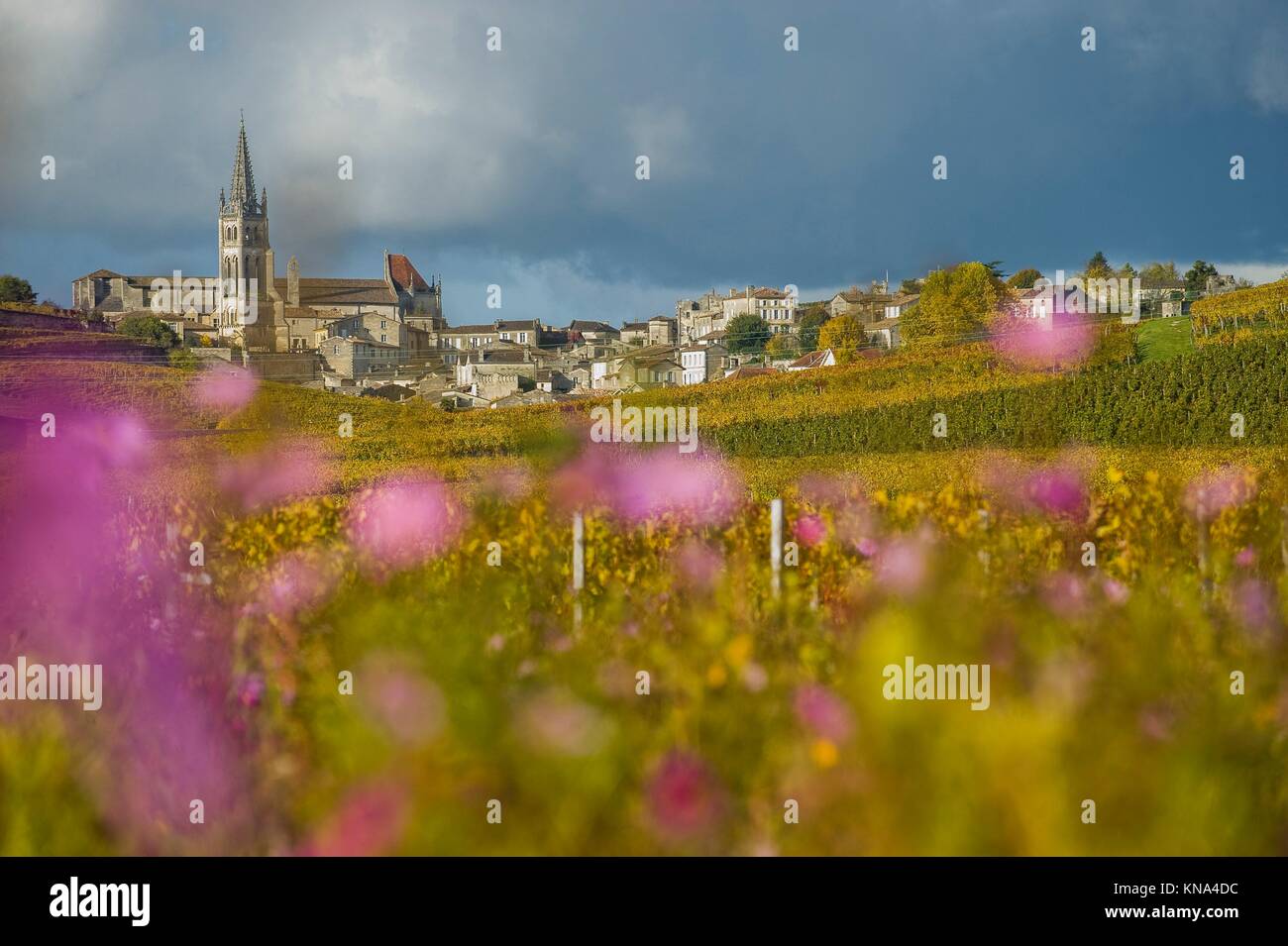 Libourne france vineyard hi-res stock photography and images - Alamy
