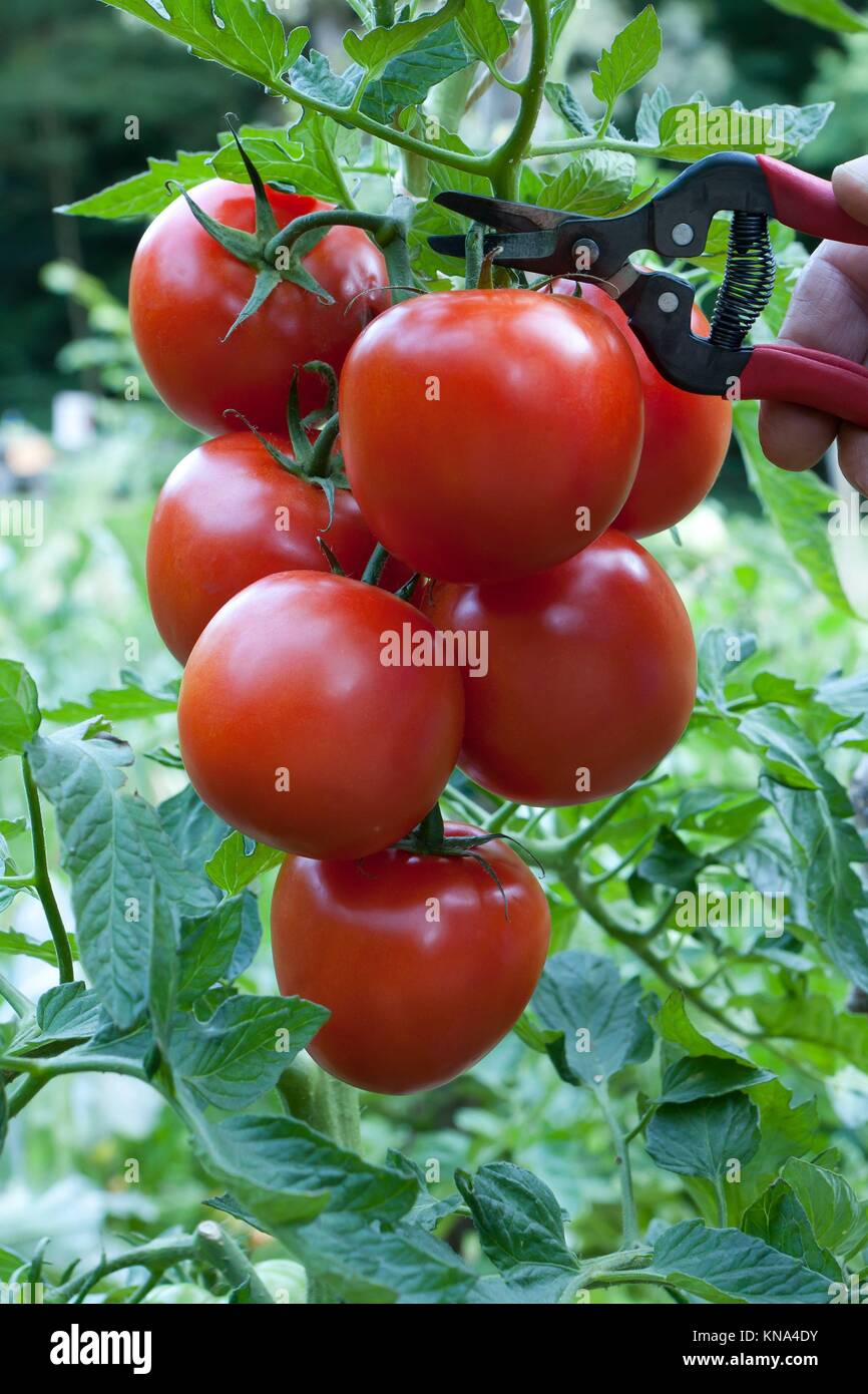 Picking tomatoes in field Stock Photo - Alamy