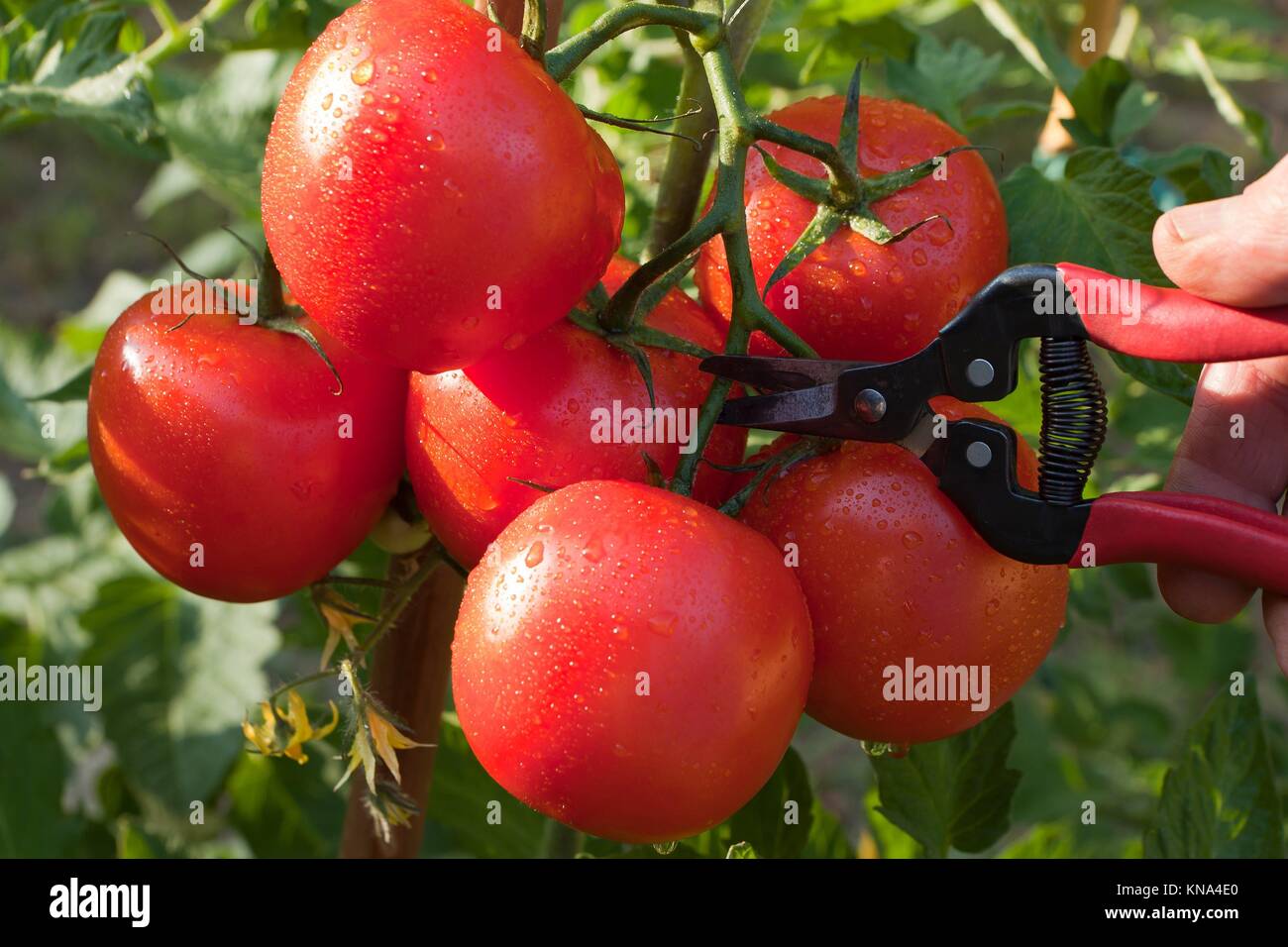 Picking tomatoes in field Stock Photo - Alamy