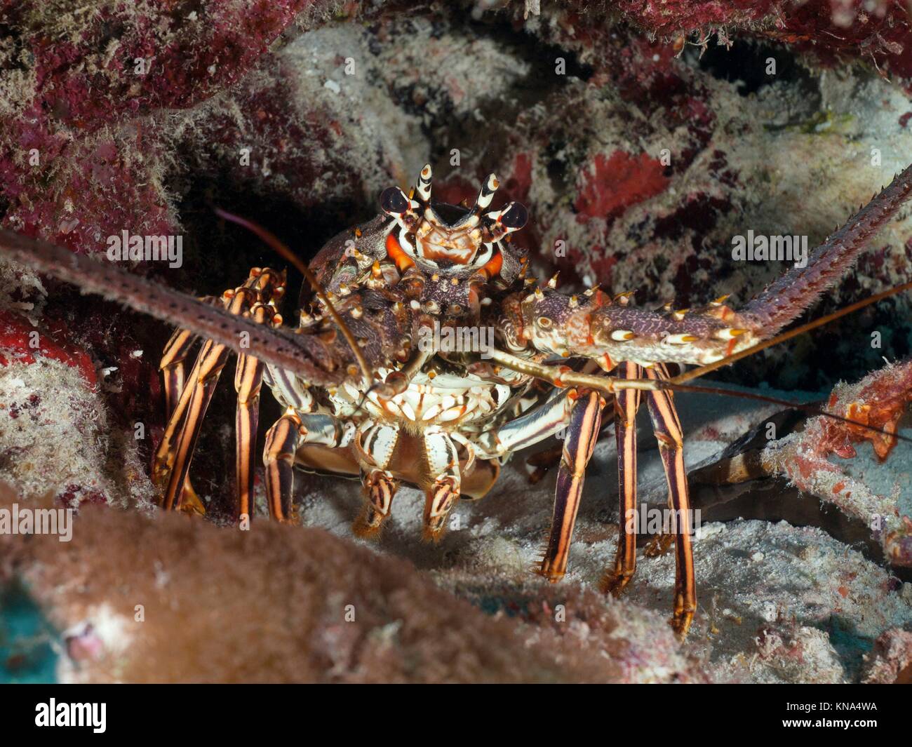 Panulirus hi-res stock photography and images - Alamy
