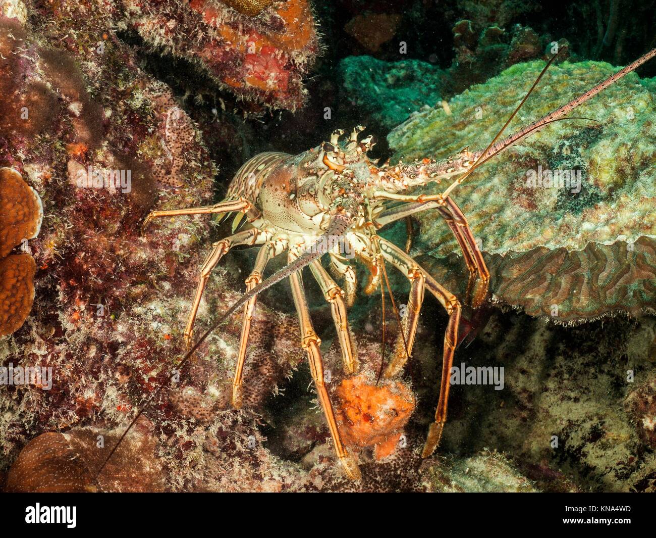 Panulirus argus, Photography Venezuela, los roques Stock Photo - Alamy