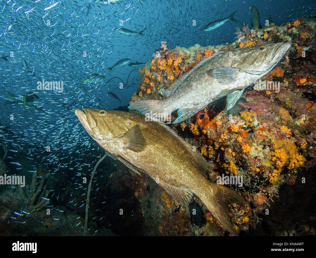 Aggregation stage hi-res stock photography and images - Alamy