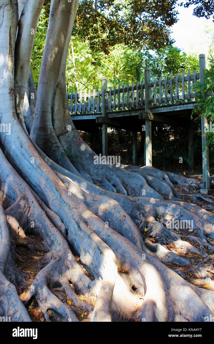 Root structure hi-res stock photography and images - Alamy