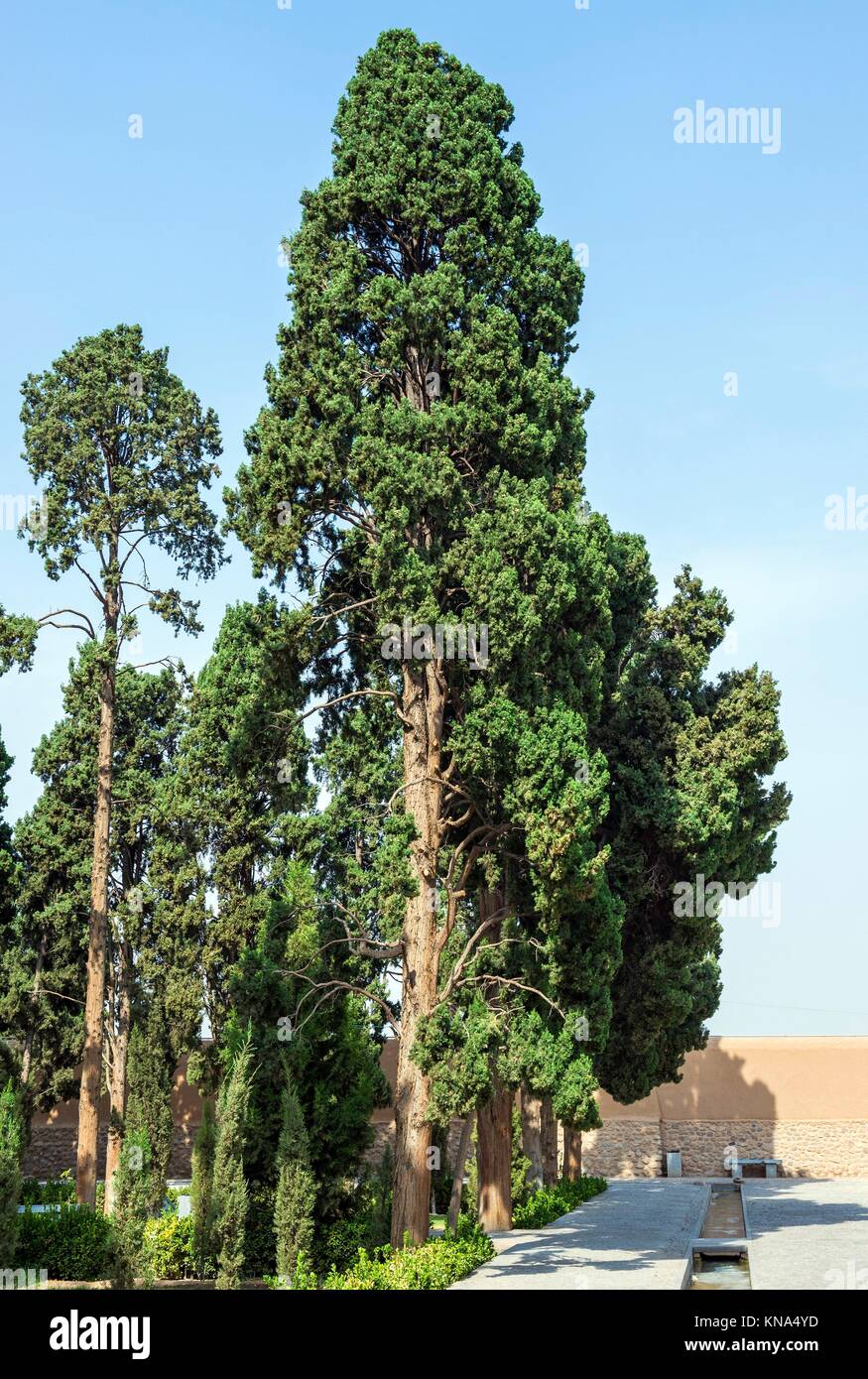 Iran Plant High Resolution Stock Photography and Images - Alamy