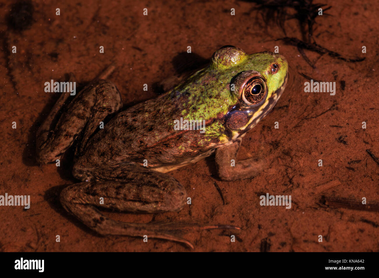 A frog semi submerged in a puddle on Newfoundland's Avalon Peninsula ...