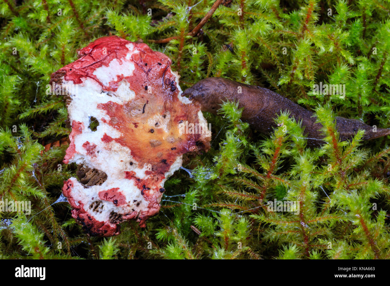 A slug eating a mushroom on the forest floor, on Newfoundland's Avalon ...