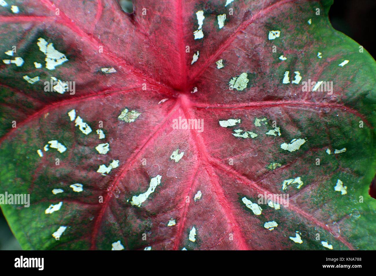 Green caladium hi-res stock photography and images - Alamy