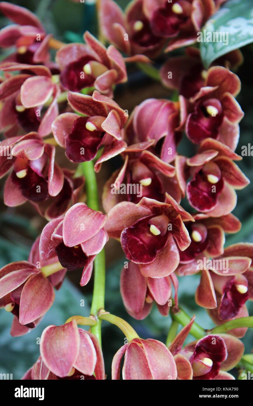 Blooming cymbidium hi-res stock photography and images - Alamy
