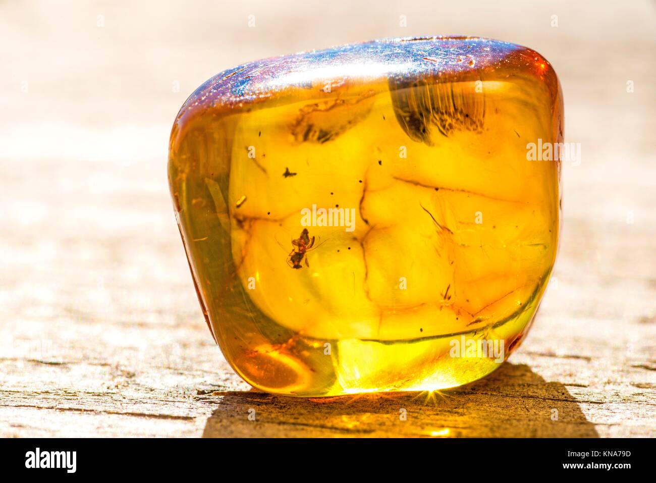 Amber insect hi-res stock photography and images - Alamy