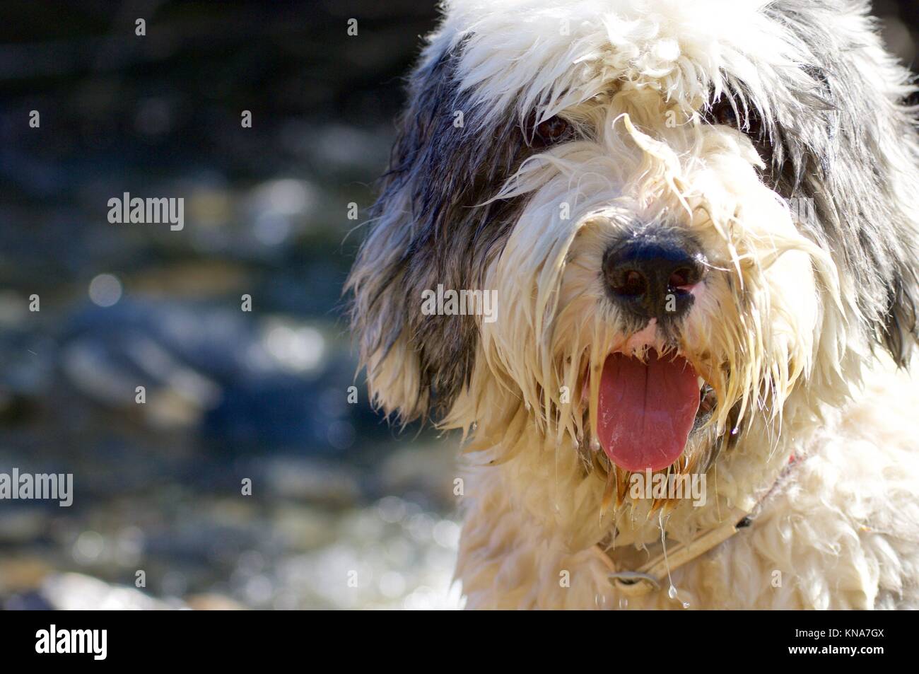 Bobtail hi-res stock photography and images - Alamy