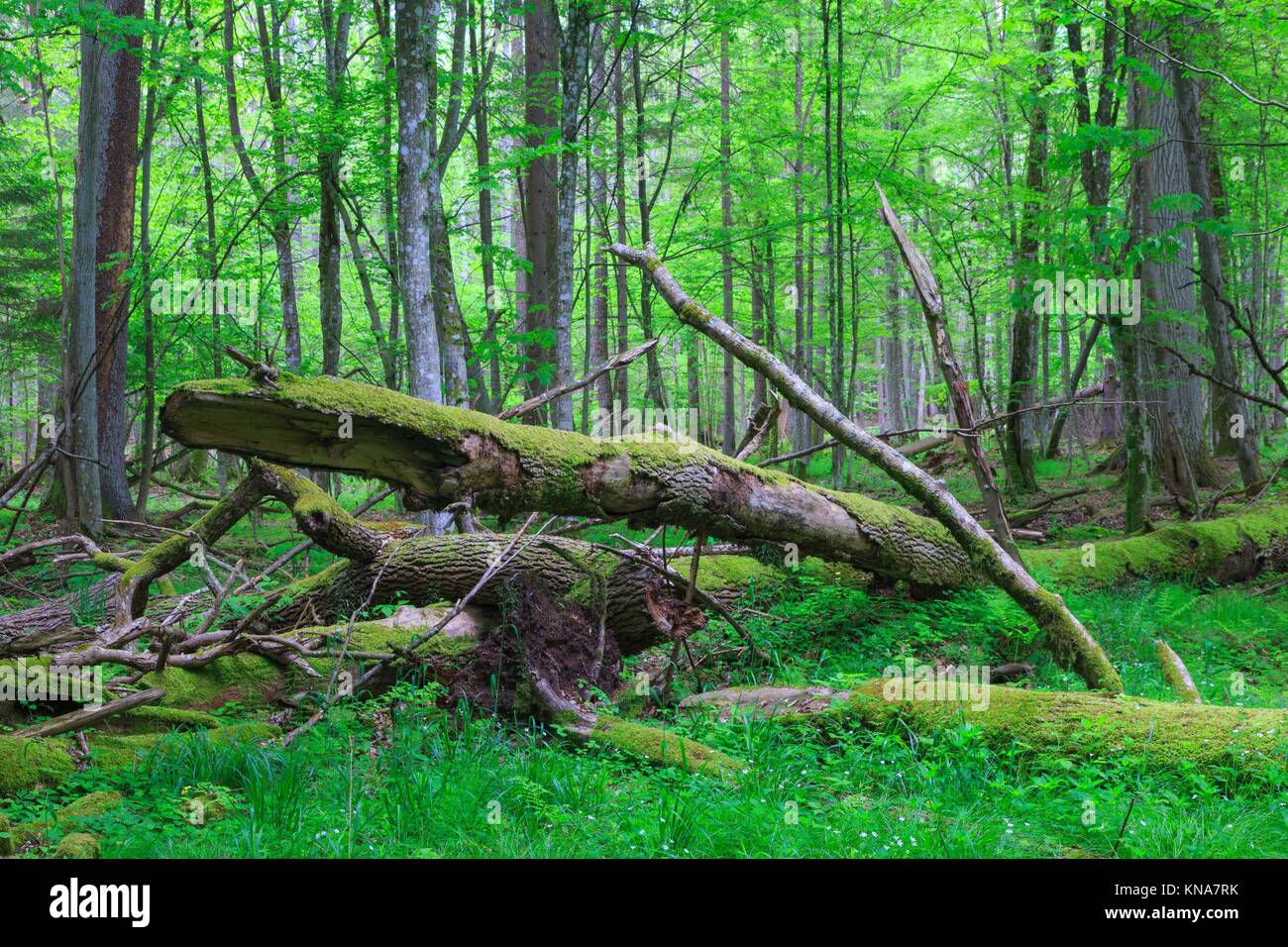Poland natural disaster hi-res stock photography and images - Alamy