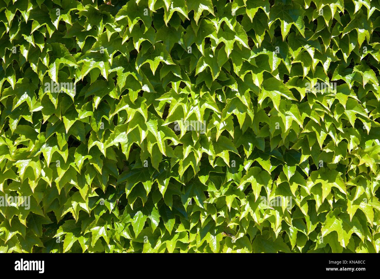 Ivy wall high resolution hi-res stock photography and images - Alamy