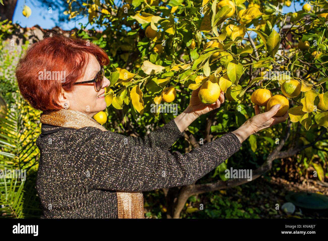 Healthy lemon tree hi-res stock photography and images - Alamy