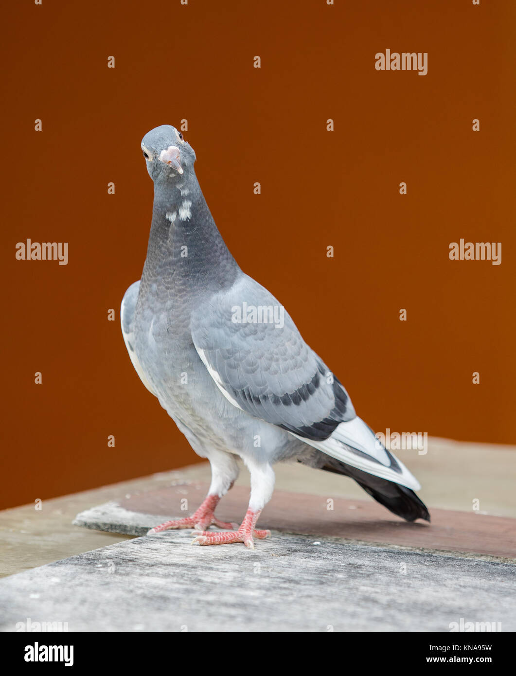 Brown Homing Pigeon