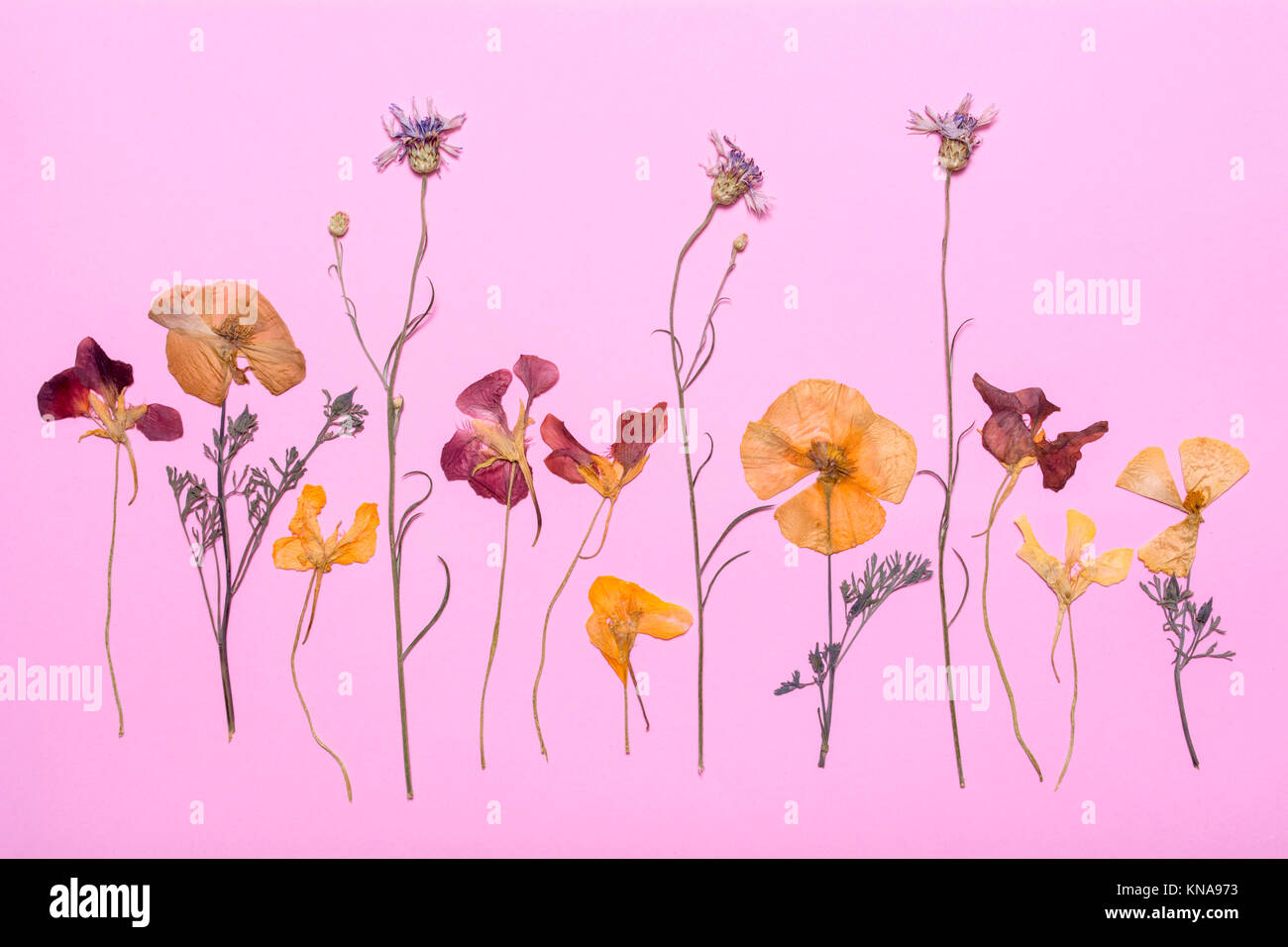 Yellow, red, violet dry pressed flowers and petals on pink background ...