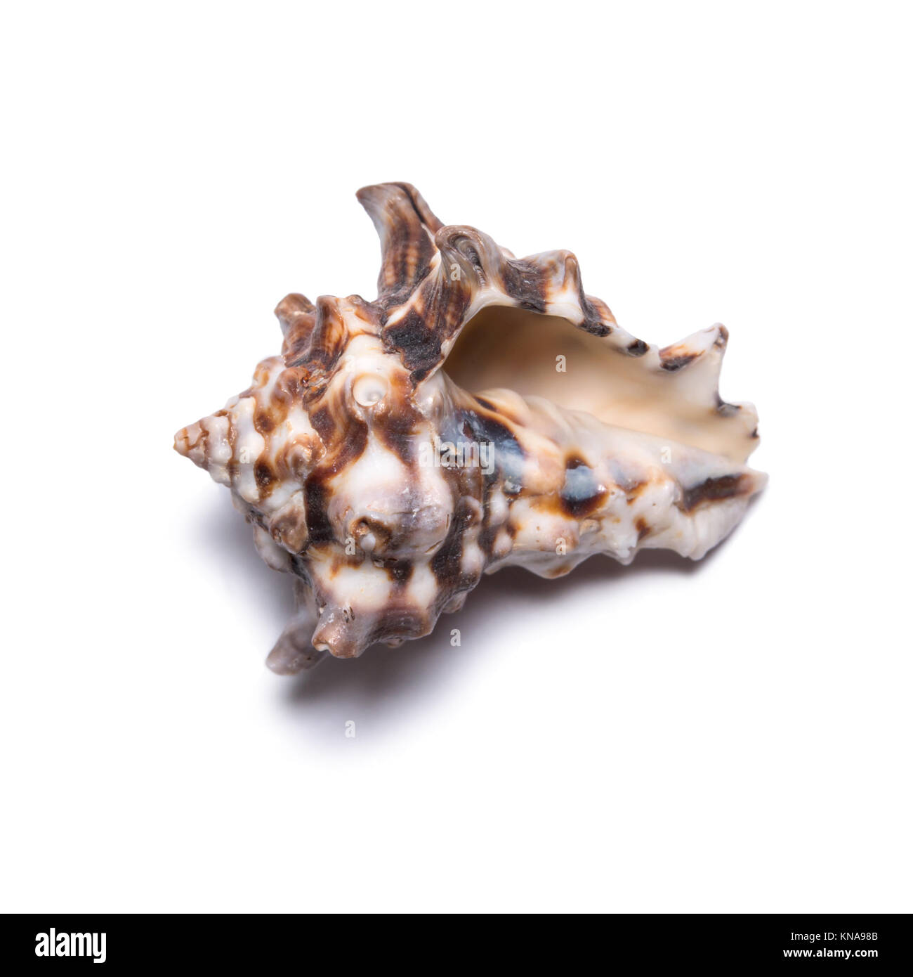 Big beautiful seashell isolated on white background Stock Photo - Alamy