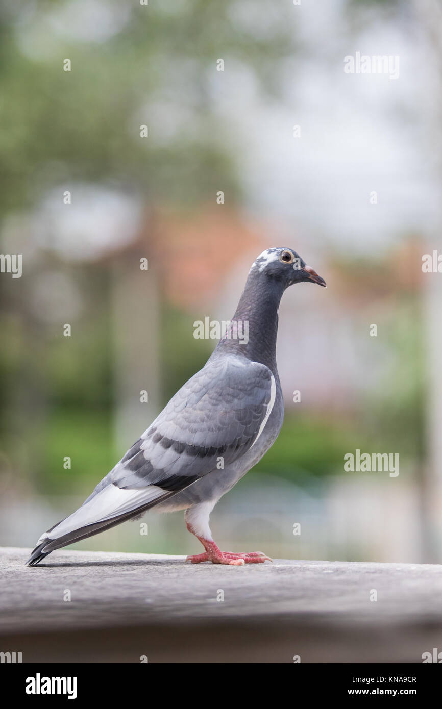 full body of homing pigeon bird standing on home loft Stock Photo - Alamy