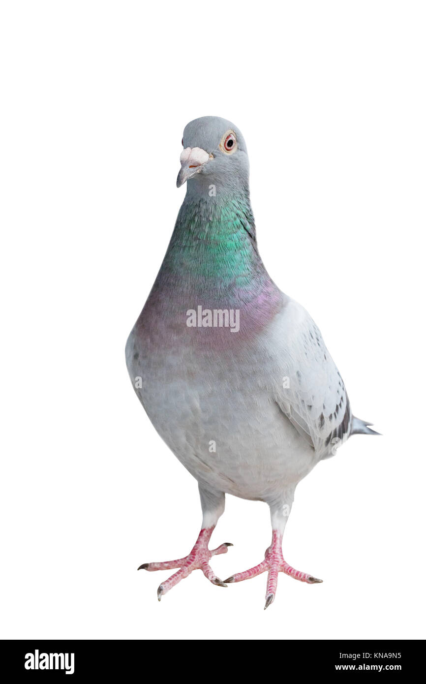 full body of homing pigeon bird isolated white background Stock Photo ...