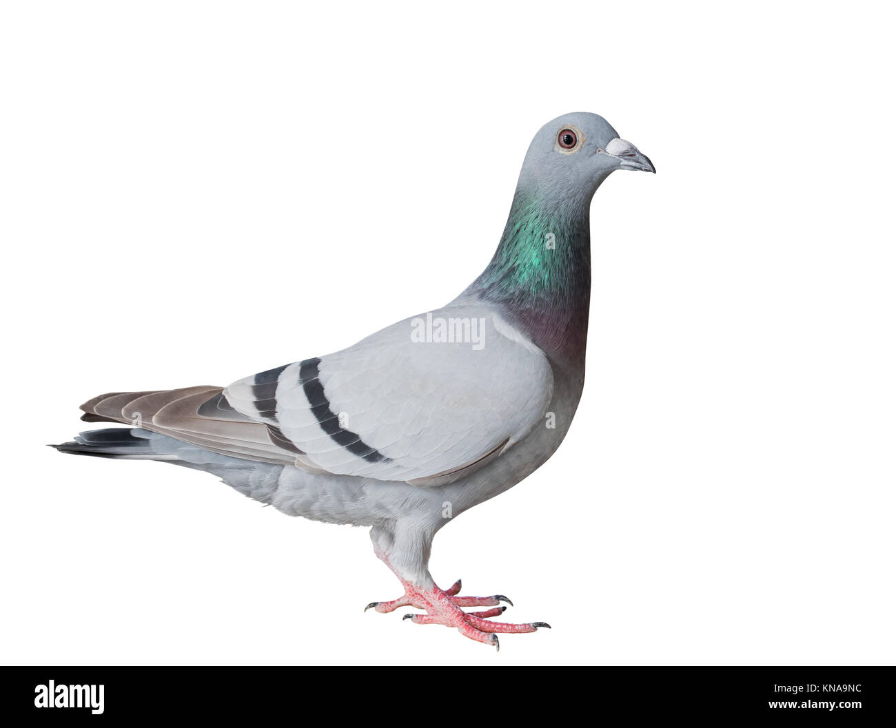 full body side view of homing pigeon bird isolated white background ...