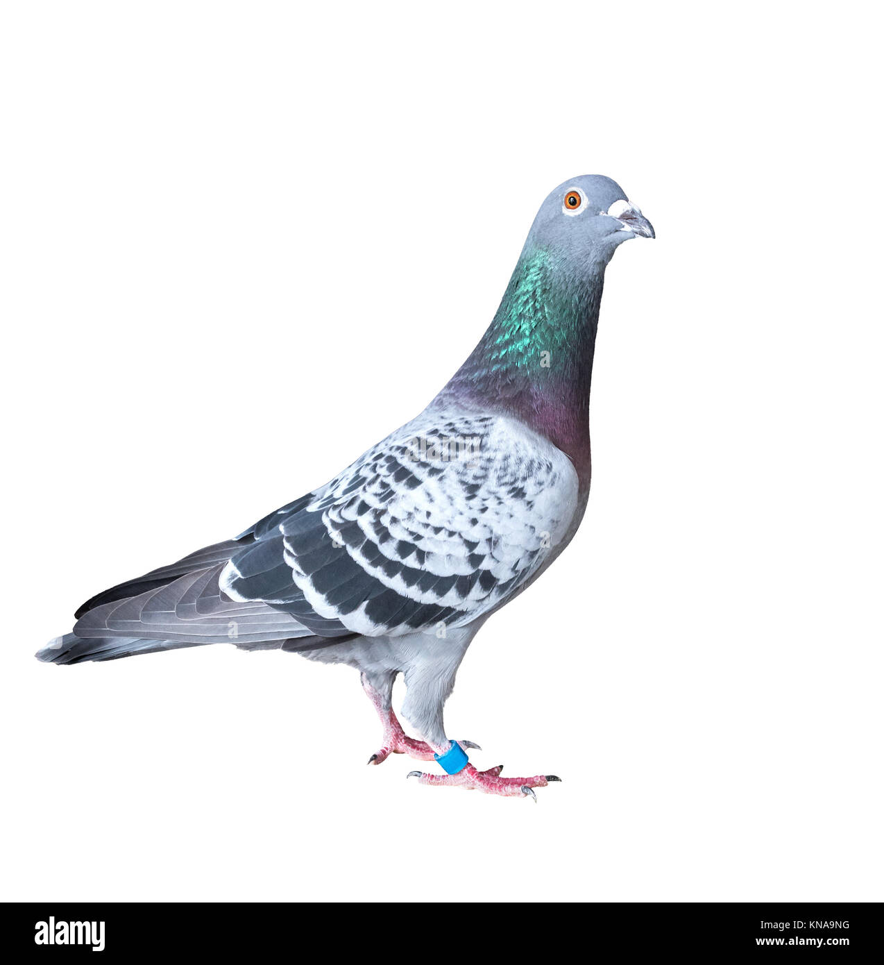 full body of speed racing pigeon bird isolated white background Stock ...