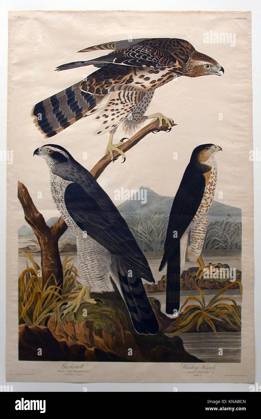 This image features a goshawk, or Stanley Hawk, number 29 in a series ...