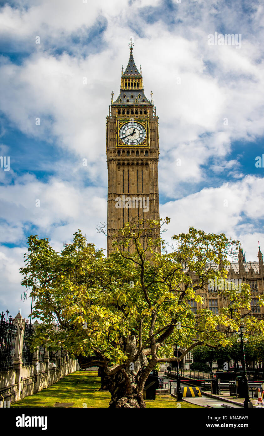Big ben tree hi-res stock photography and images - Alamy