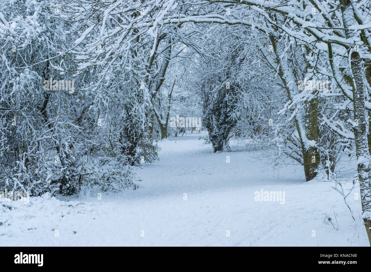 Winter landscape in a forest park with trees covered with snow Stock ...