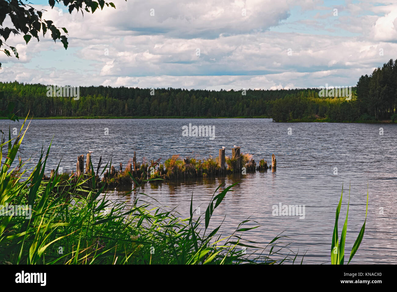 Landscape with beautiful pond in the summer Stock Photo - Alamy