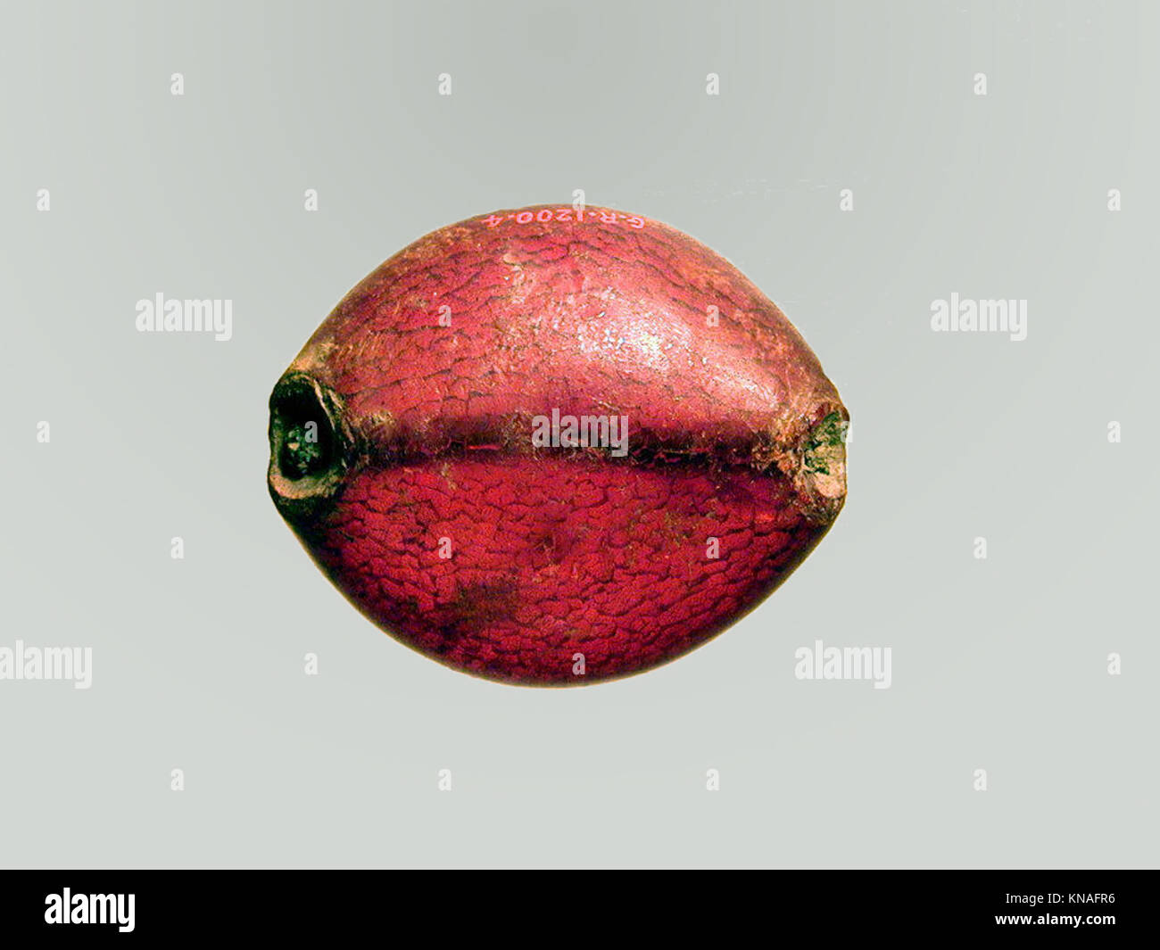 This fibula, an ancient pin or brooch, is crafted with precision and ...