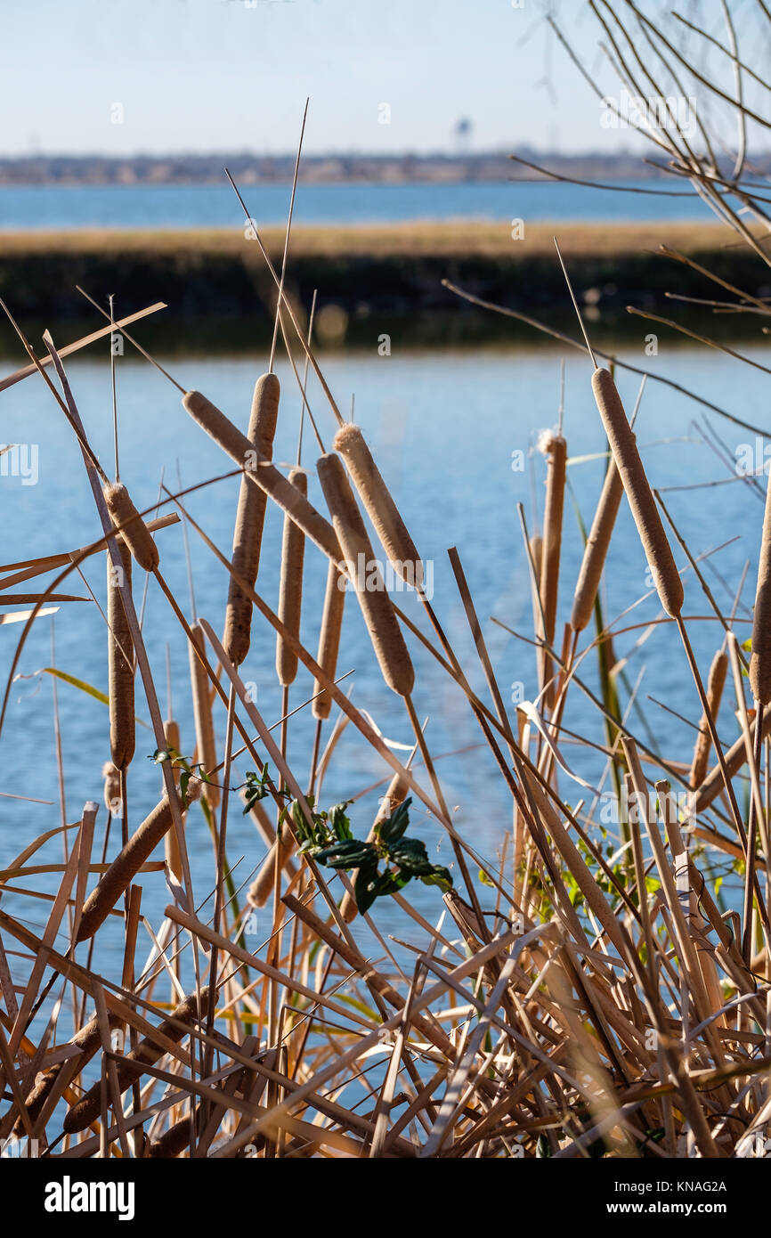 Broadleaf cattails or bulrush, Typha latifolia,semi-aquatic herbacious ...