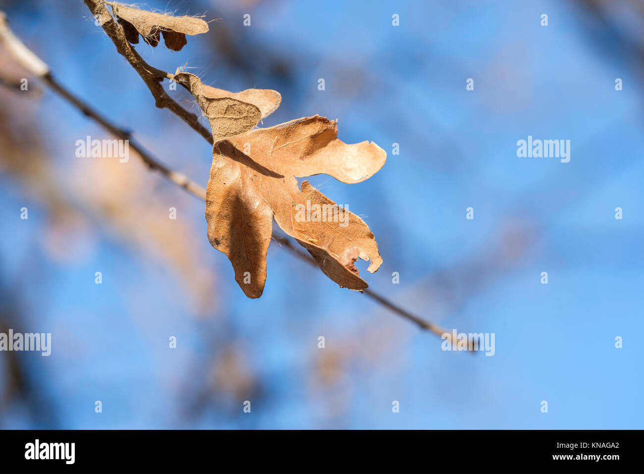 A dead white oak leaf , Quercus alba, after several hard freezes still ...