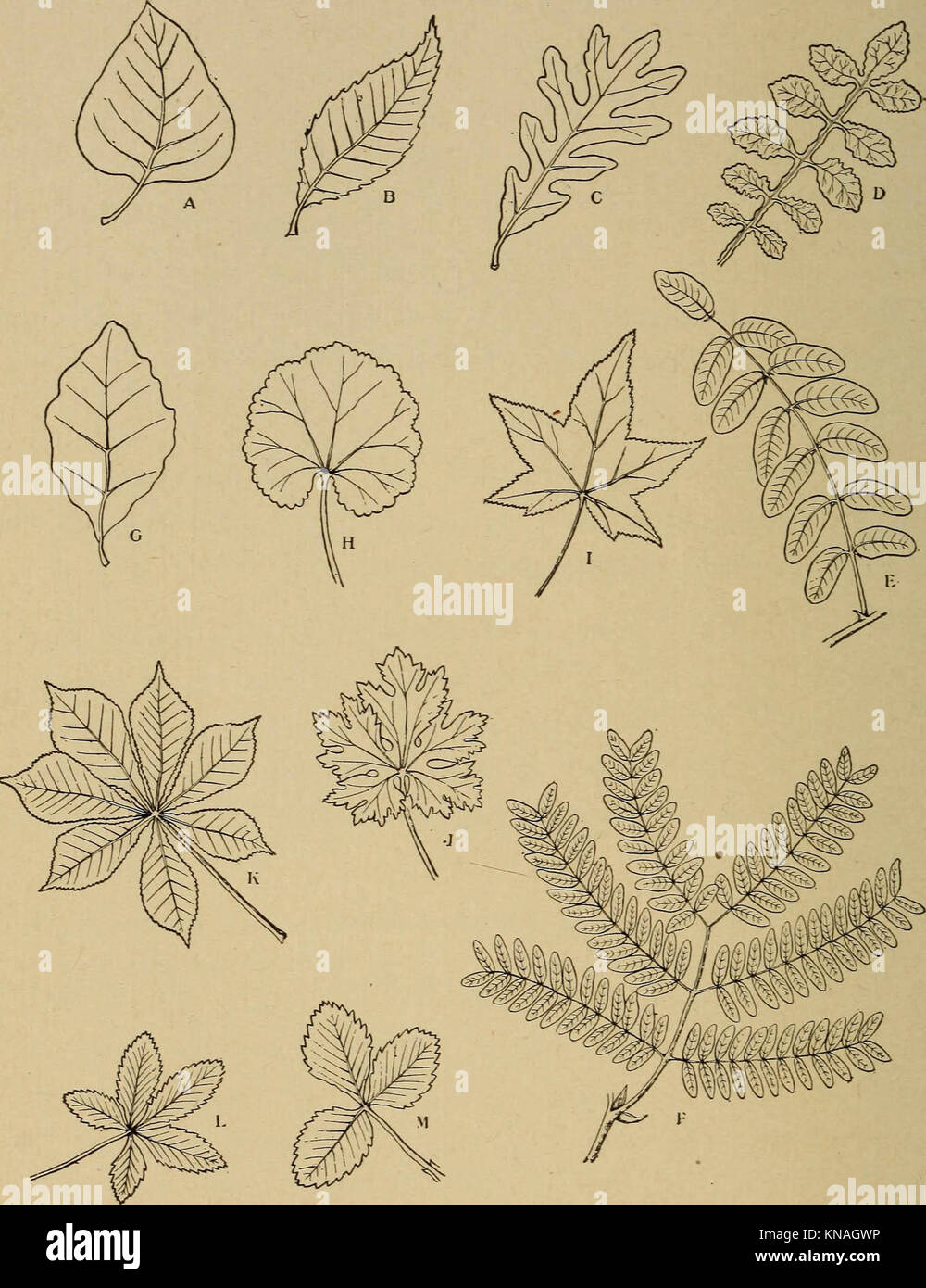 "Laboratory lessons in general science" (1916 Stock Photo - Alamy