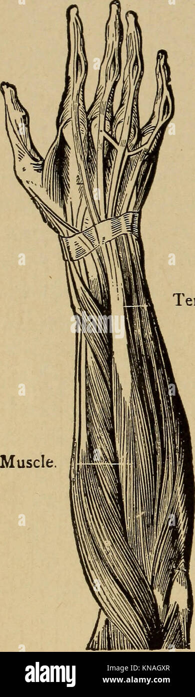 "Laboratory lessons in general science" (1916 Stock Photo - Alamy