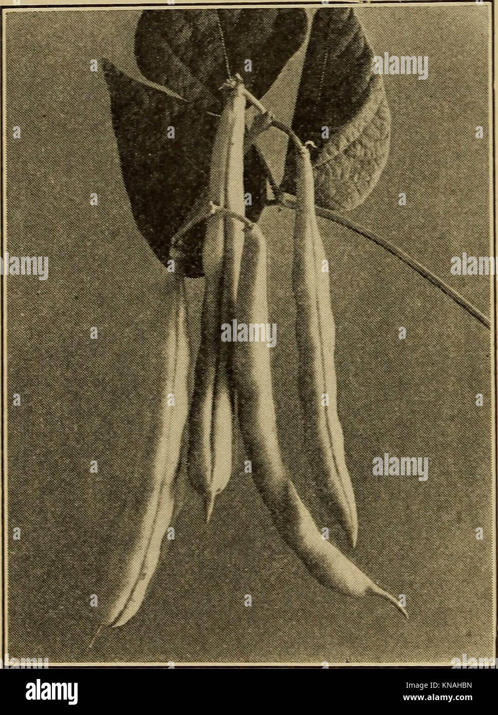 "Laboratory lessons in general science" (1916 Stock Photo - Alamy