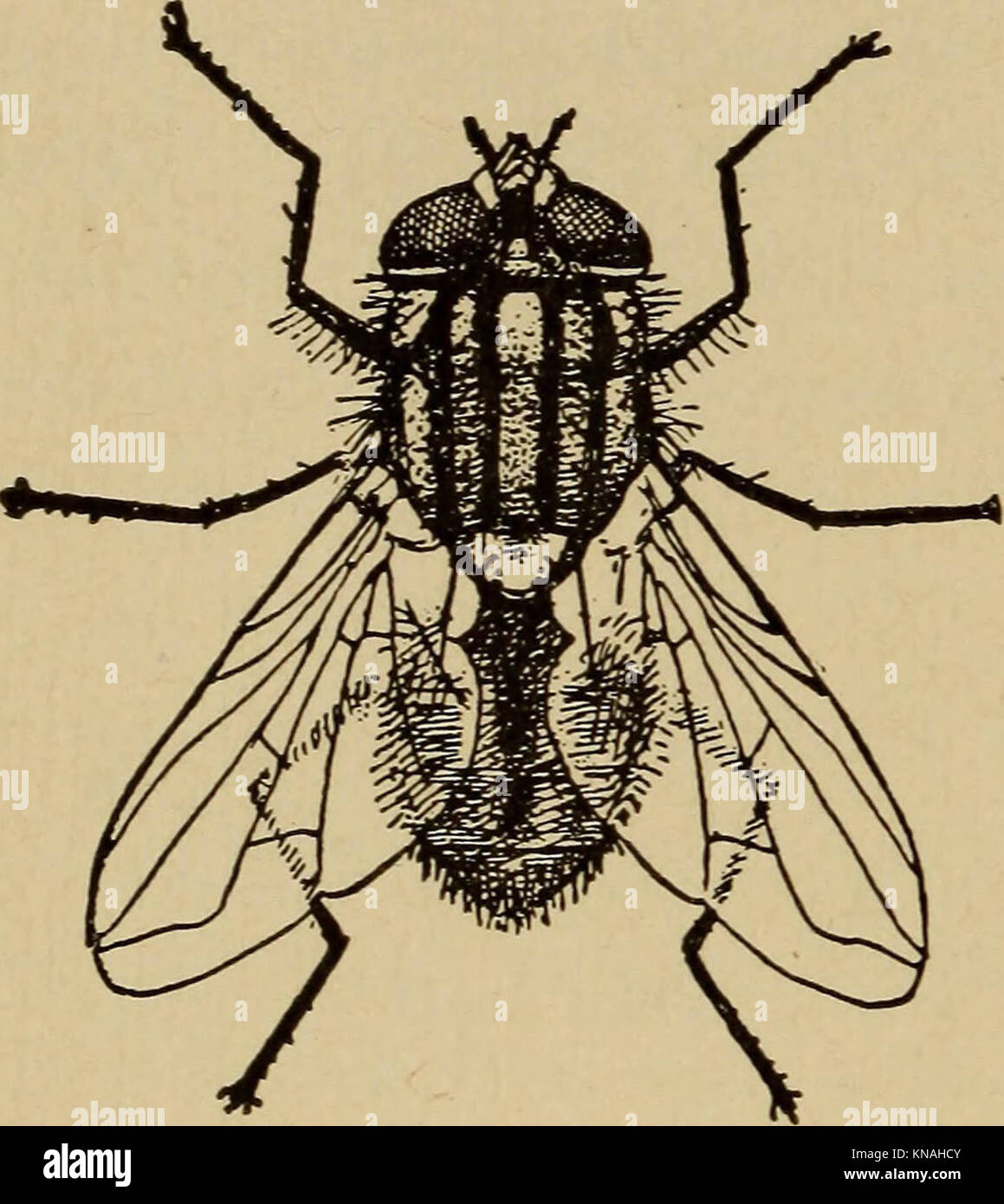 "Laboratory lessons in general science" (1916 Stock Photo - Alamy