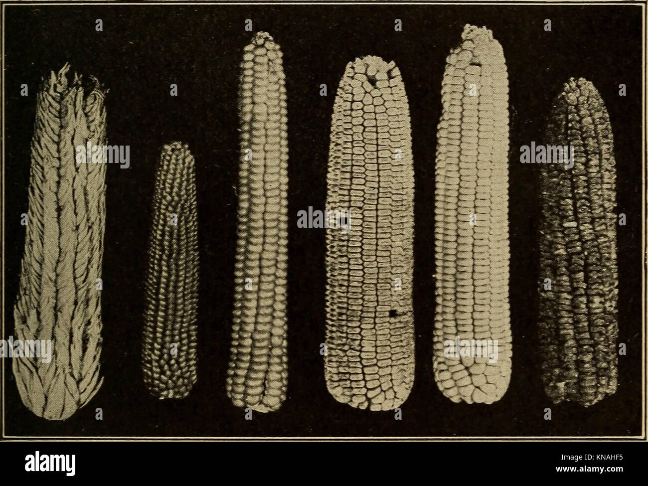 "Laboratory lessons in general science" (1916 Stock Photo - Alamy
