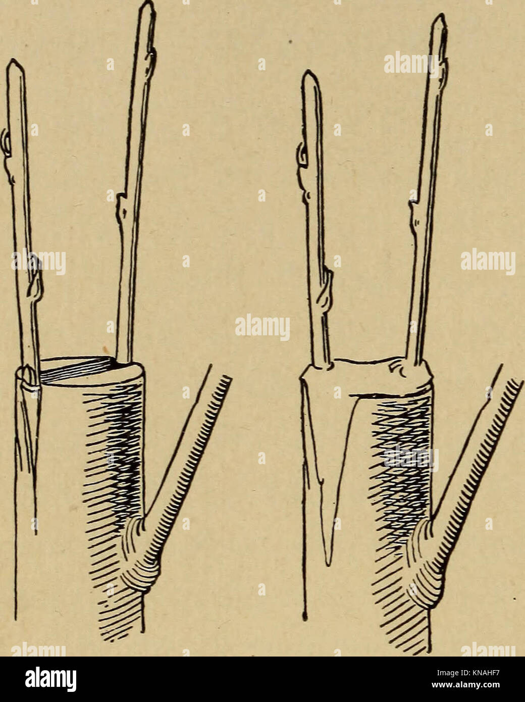 "Laboratory lessons in general science" (1916 Stock Photo - Alamy