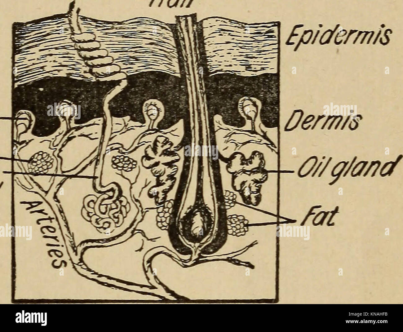 "Laboratory lessons in general science" (1916 Stock Photo - Alamy