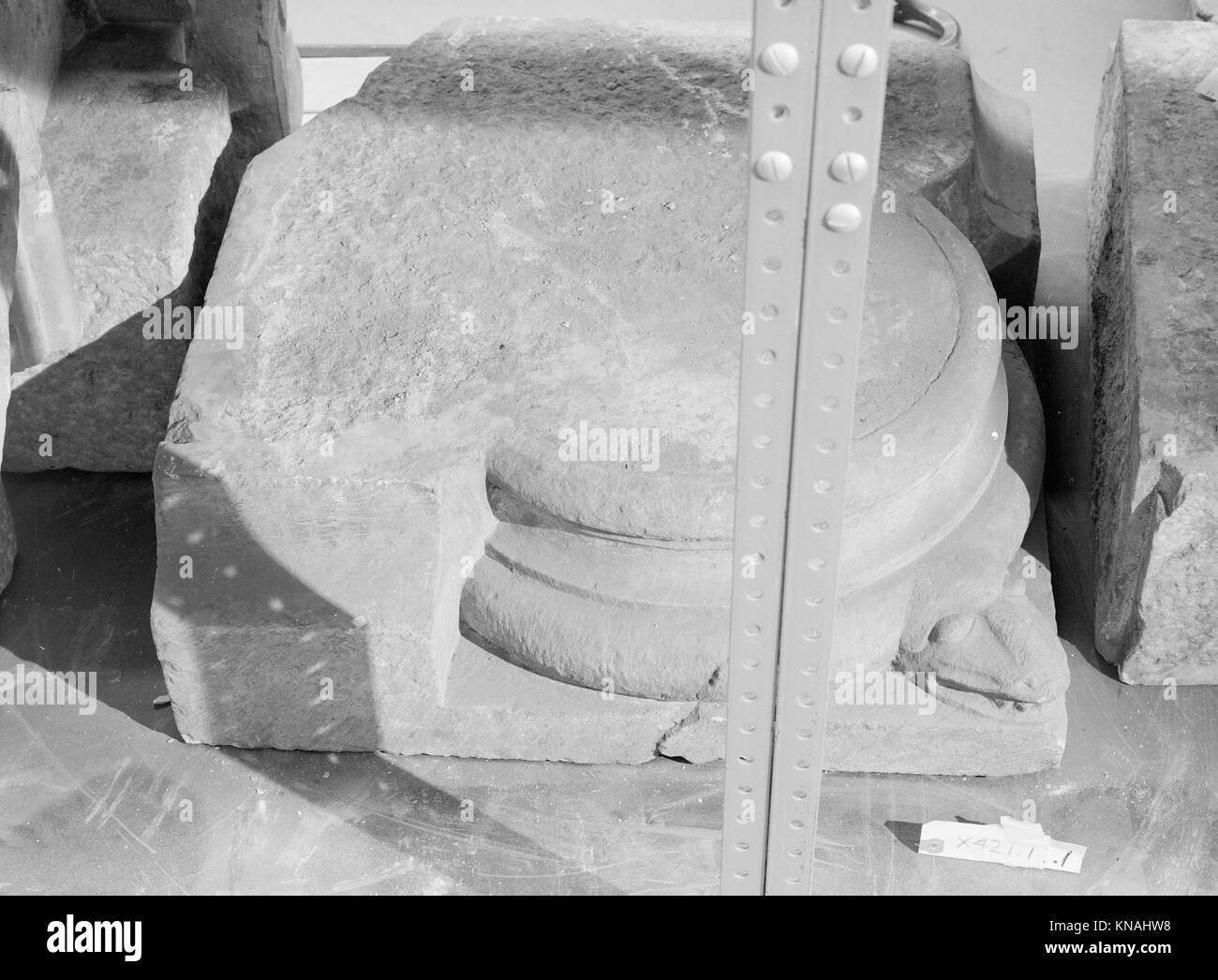 Engaged animal Black and White Stock Photos & Images - Alamy