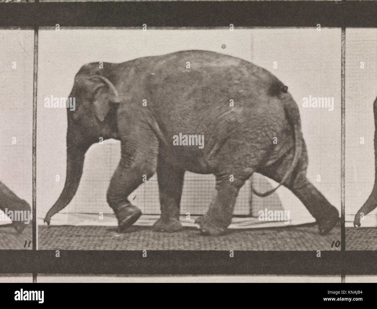 This volume, 'Animal Locomotion', investigates the phases of animal ...