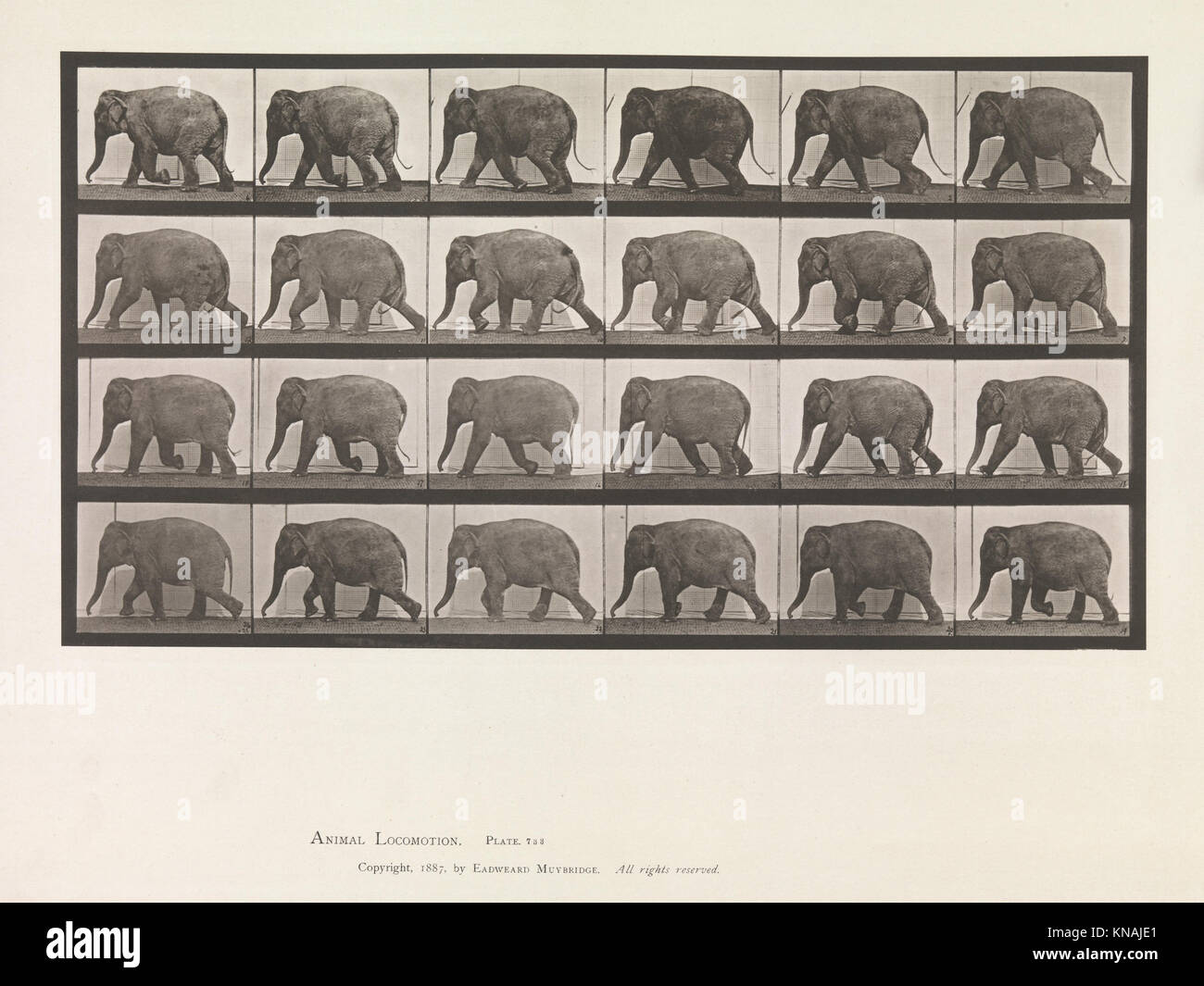 This volume from the 'Animal Locomotion' series studies the movement of ...