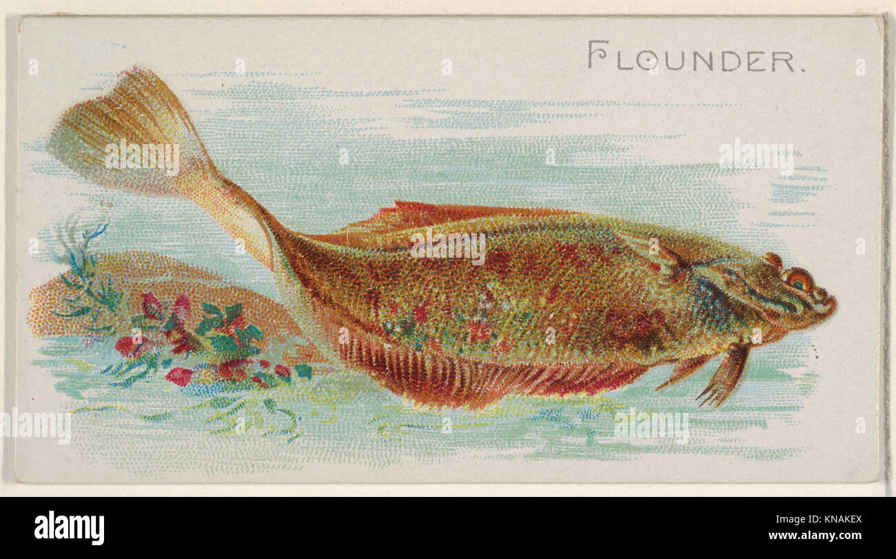 This artwork depicts a flounder from the 'Fish from American Waters ...