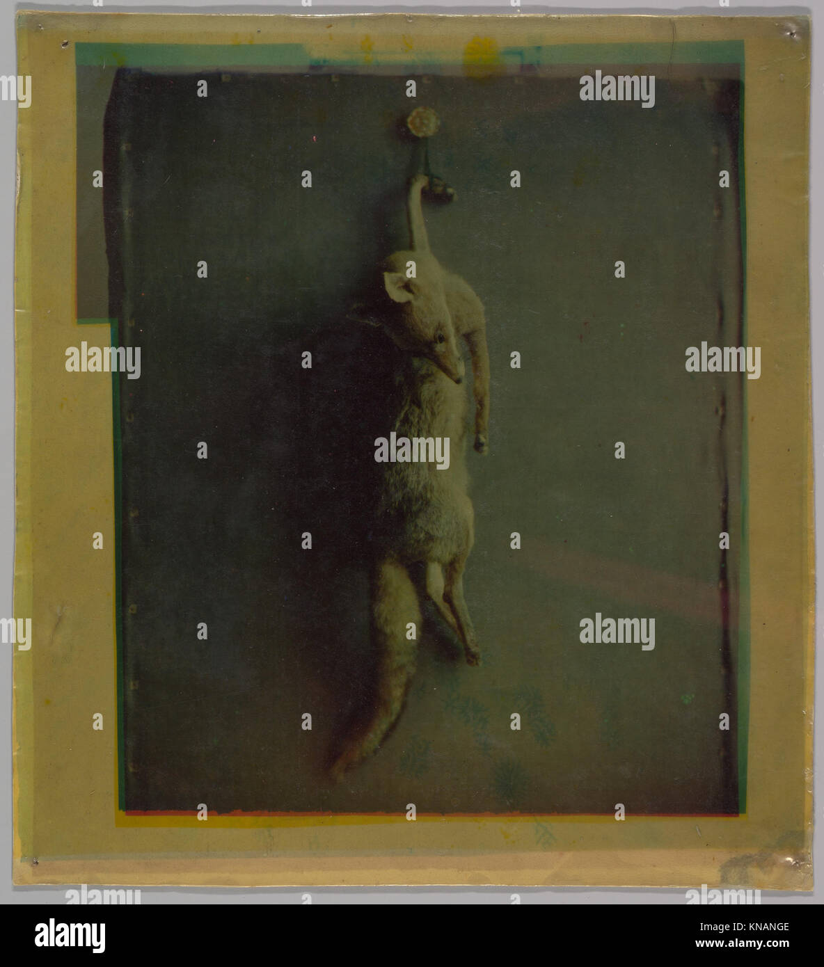 This depiction of a fox highlights the animal's natural features and ...