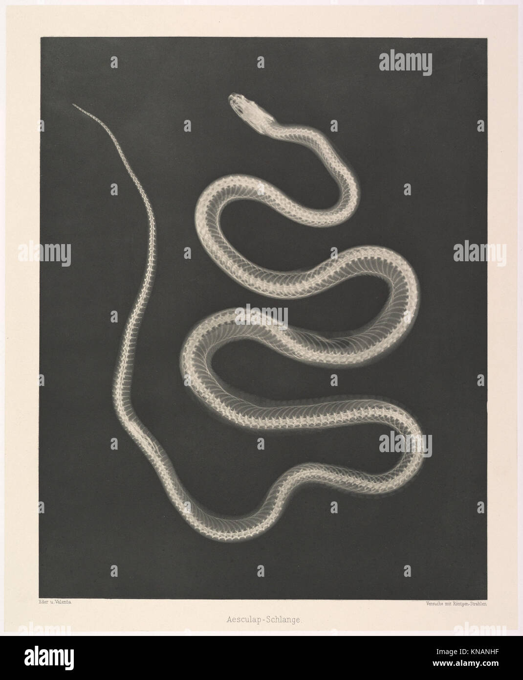 The Aesculapian snake, a symbol of healing, depicted in a detailed ...
