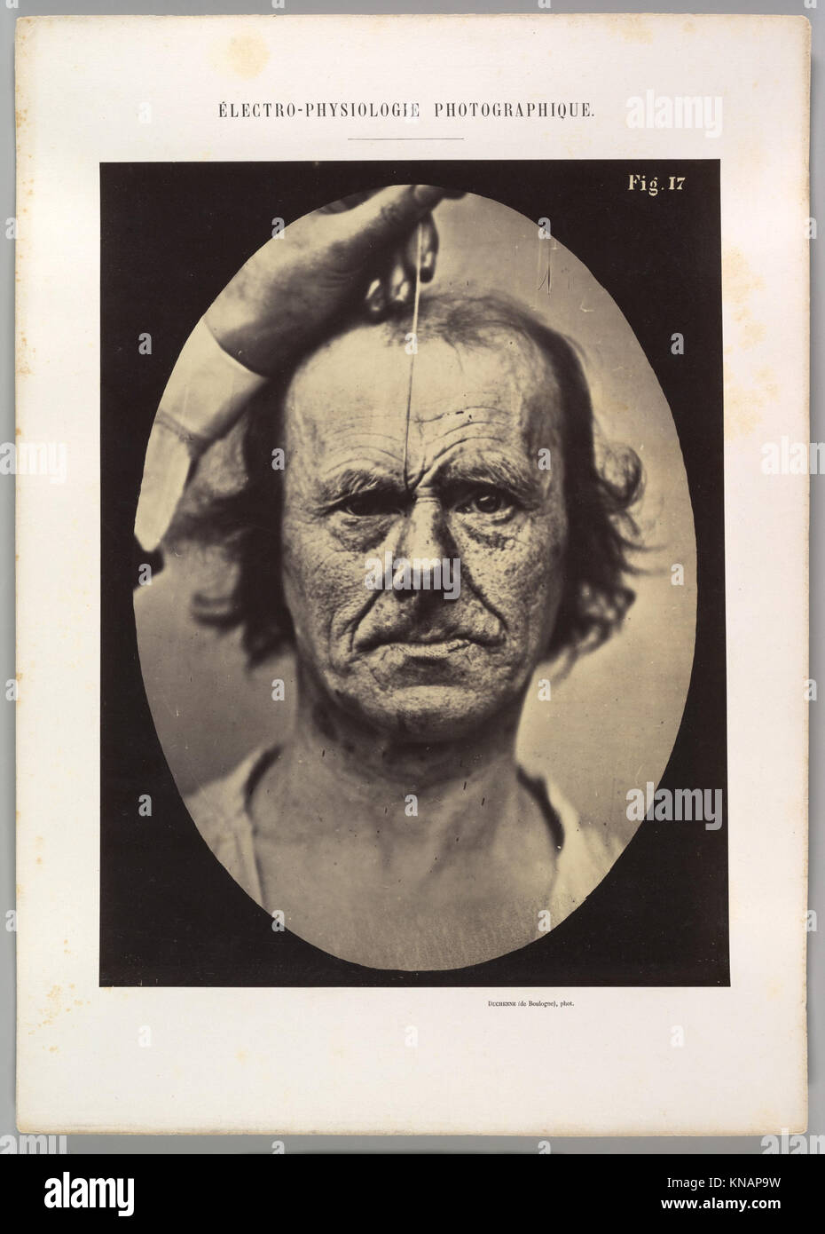 Procerus High Resolution Stock Photography and Images - Alamy